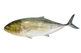 19 Different Types of Jack Fish