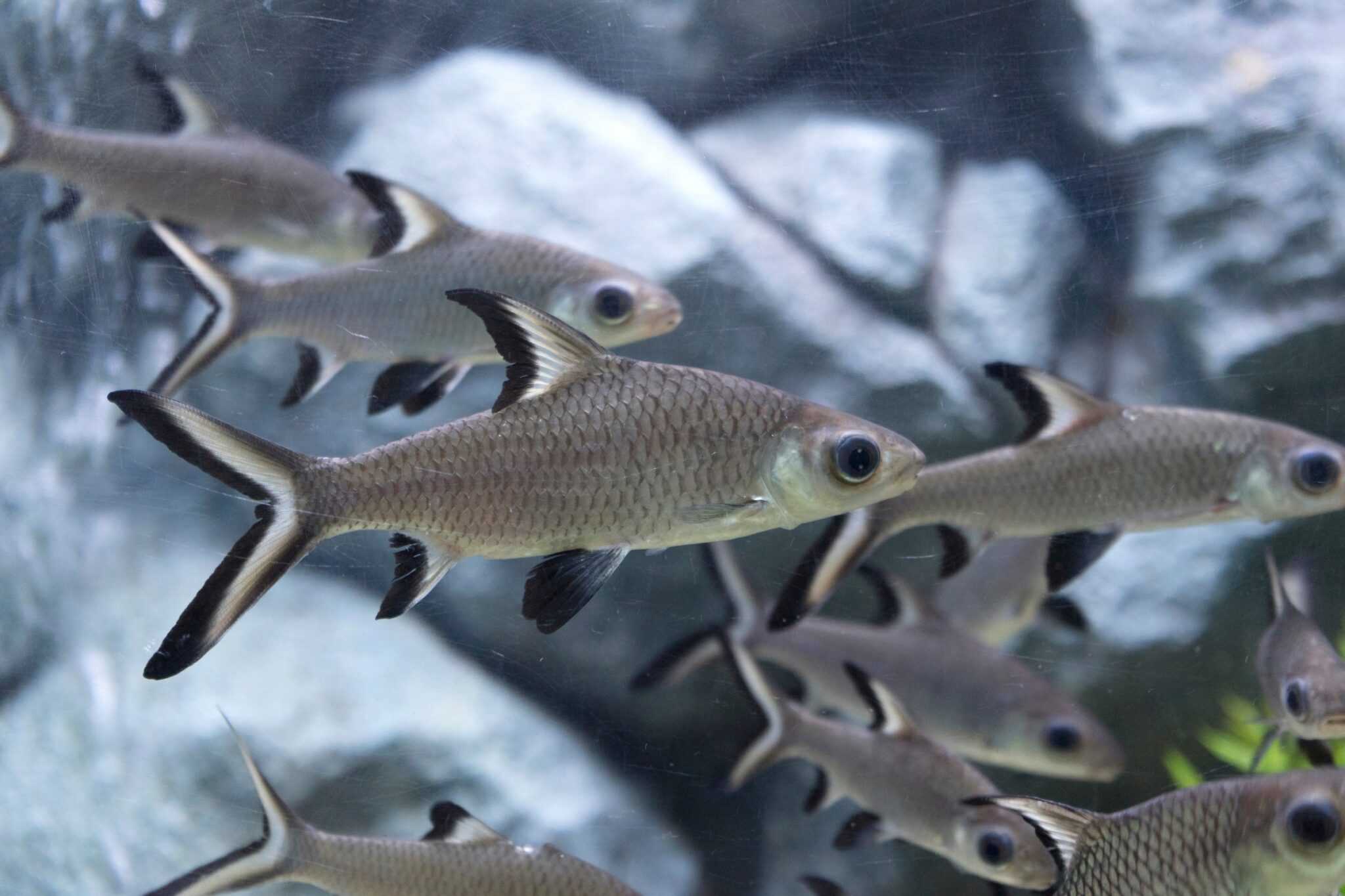 14 Freshwater Aquarium Sharks for All Tank Sizes