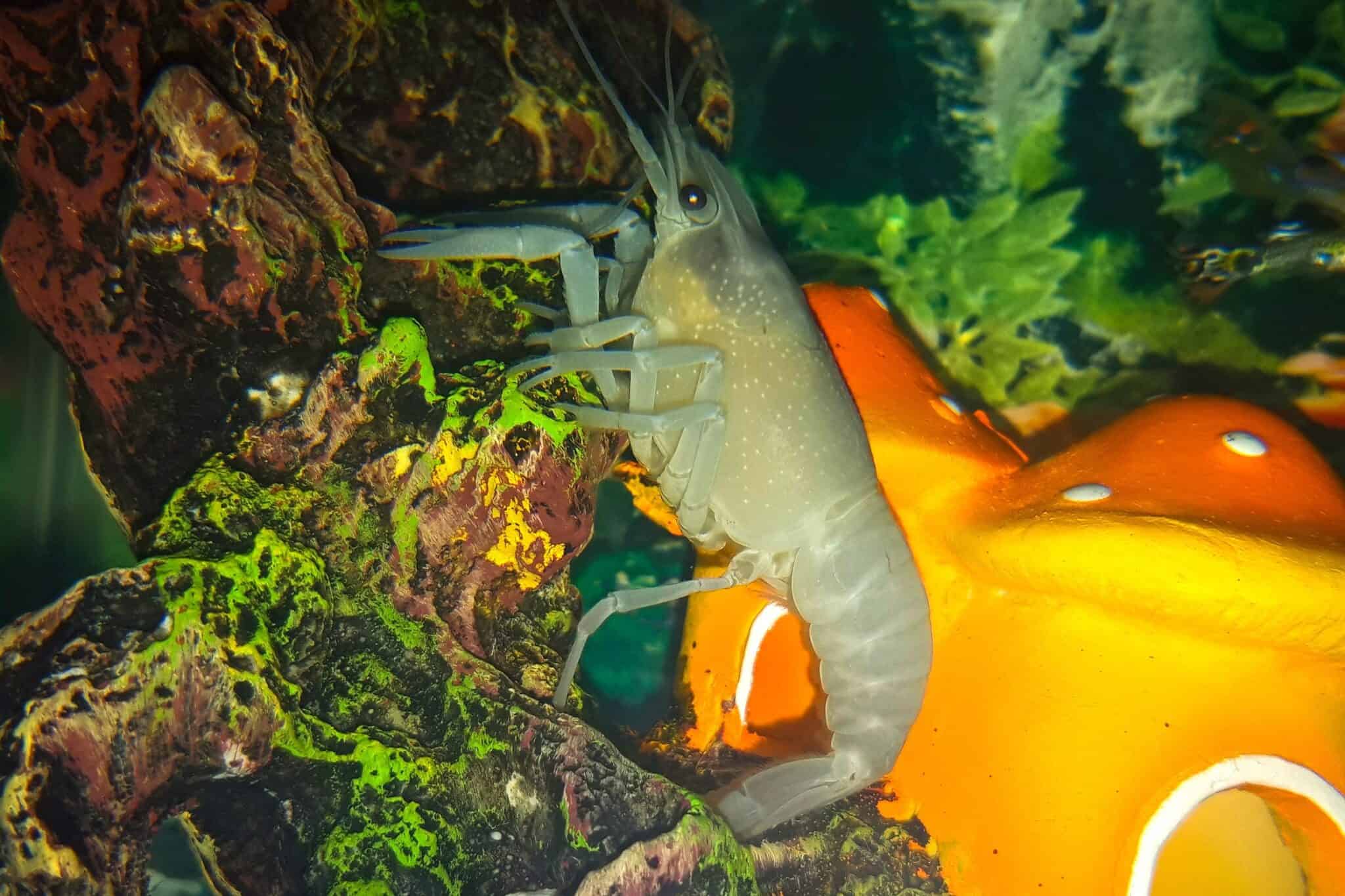 Top 8 Rarest Lobster Colors: Ranked by Rarity