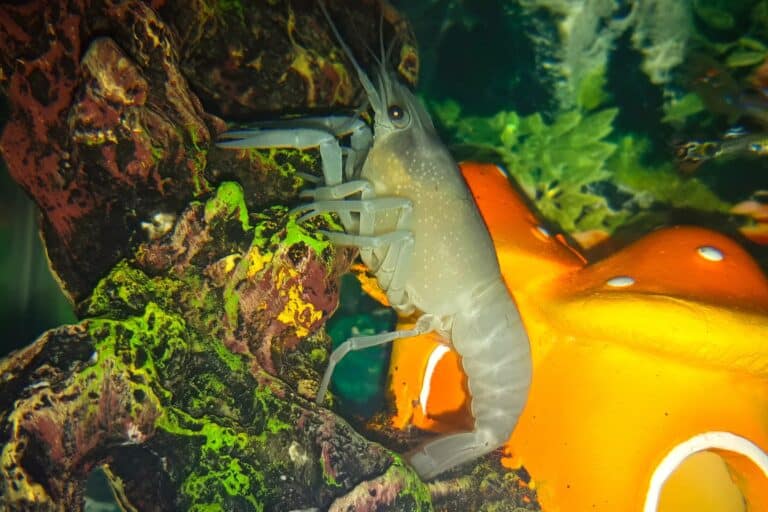 Top 8 Rarest Lobster Colors: Ranked by Rarity