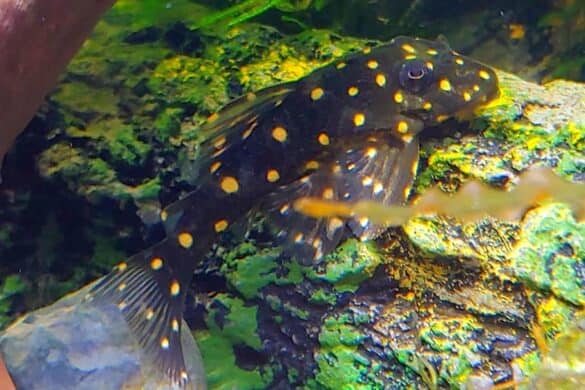 12 Smallest Pleco Species: Ranked by Size