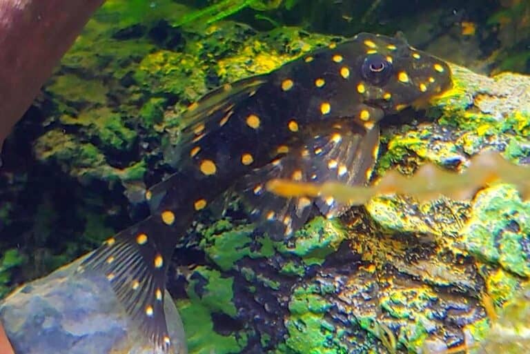 12 Smallest Pleco Species: Ranked by Size
