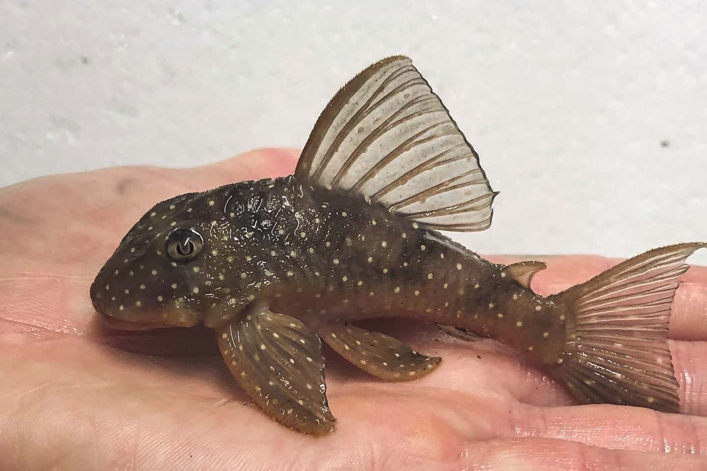 12 Smallest Pleco Species: Ranked by Size