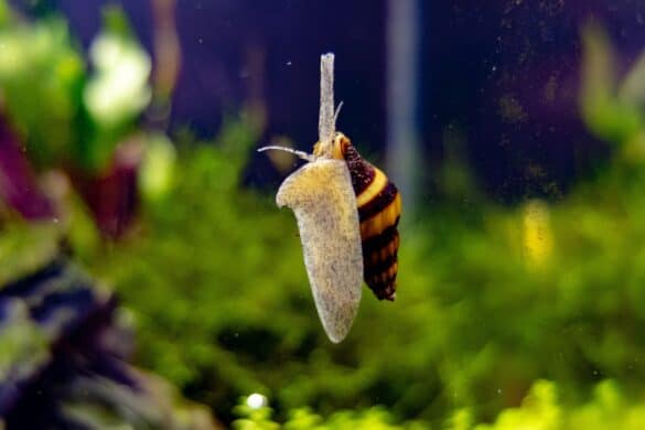 Assassin Snail: Species Profile, Care Guide & Lifespan