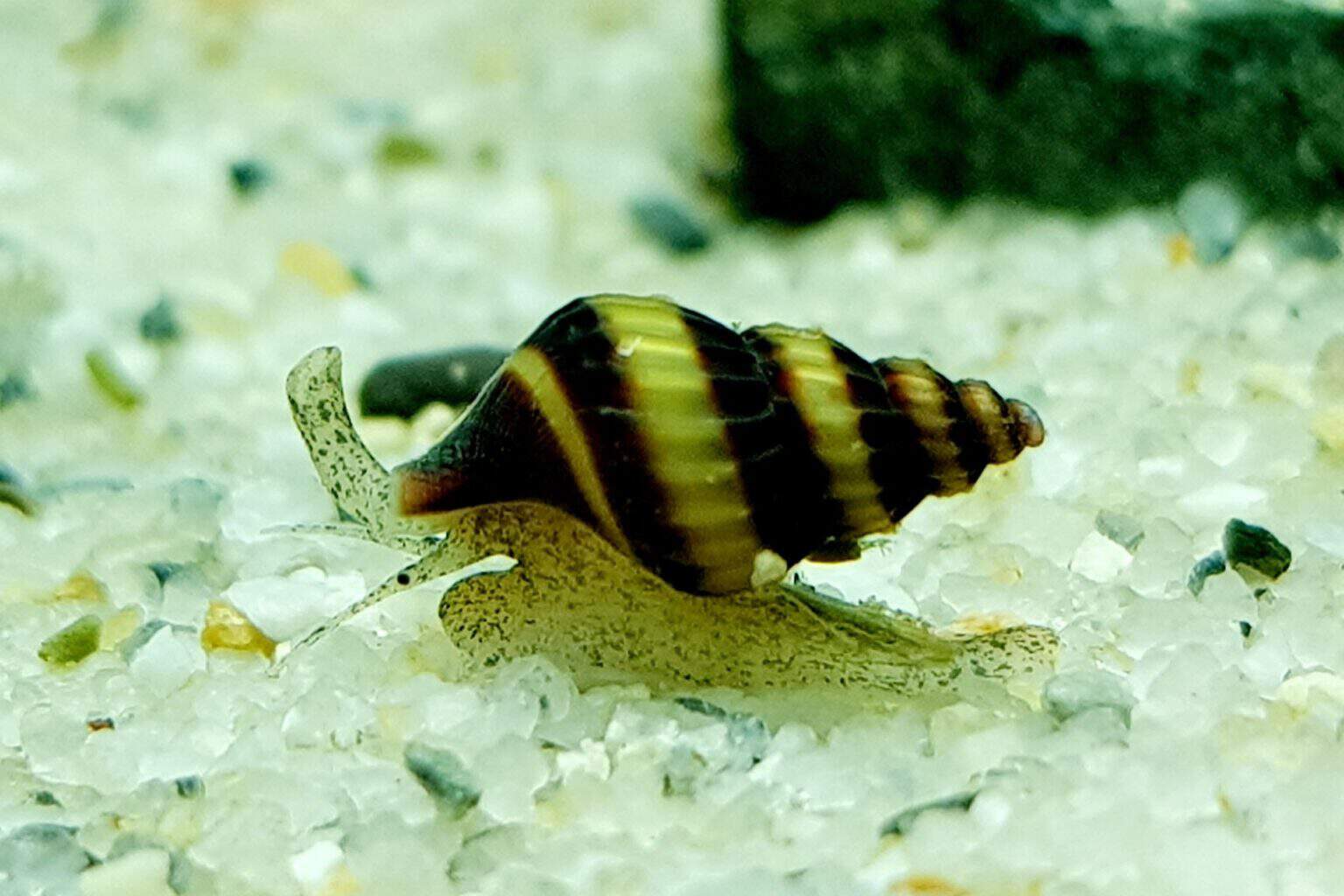 Assassin Snail: Species Profile, Care Guide & Lifespan