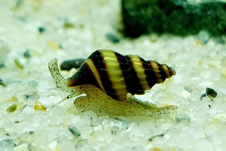 Assassin Snail: Species Profile, Care Guide & Lifespan