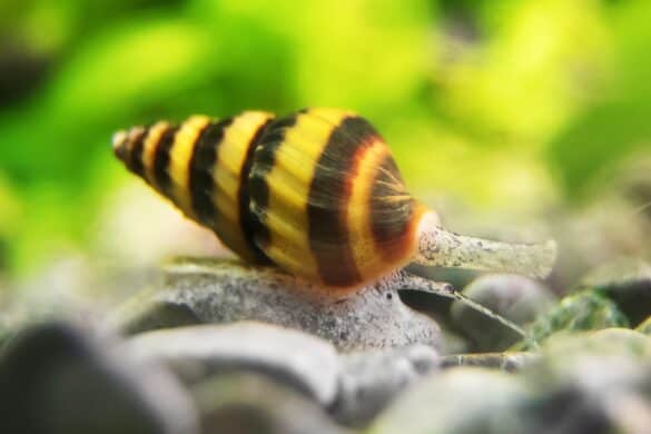 Assassin Snail: Species Profile, Care Guide & Lifespan