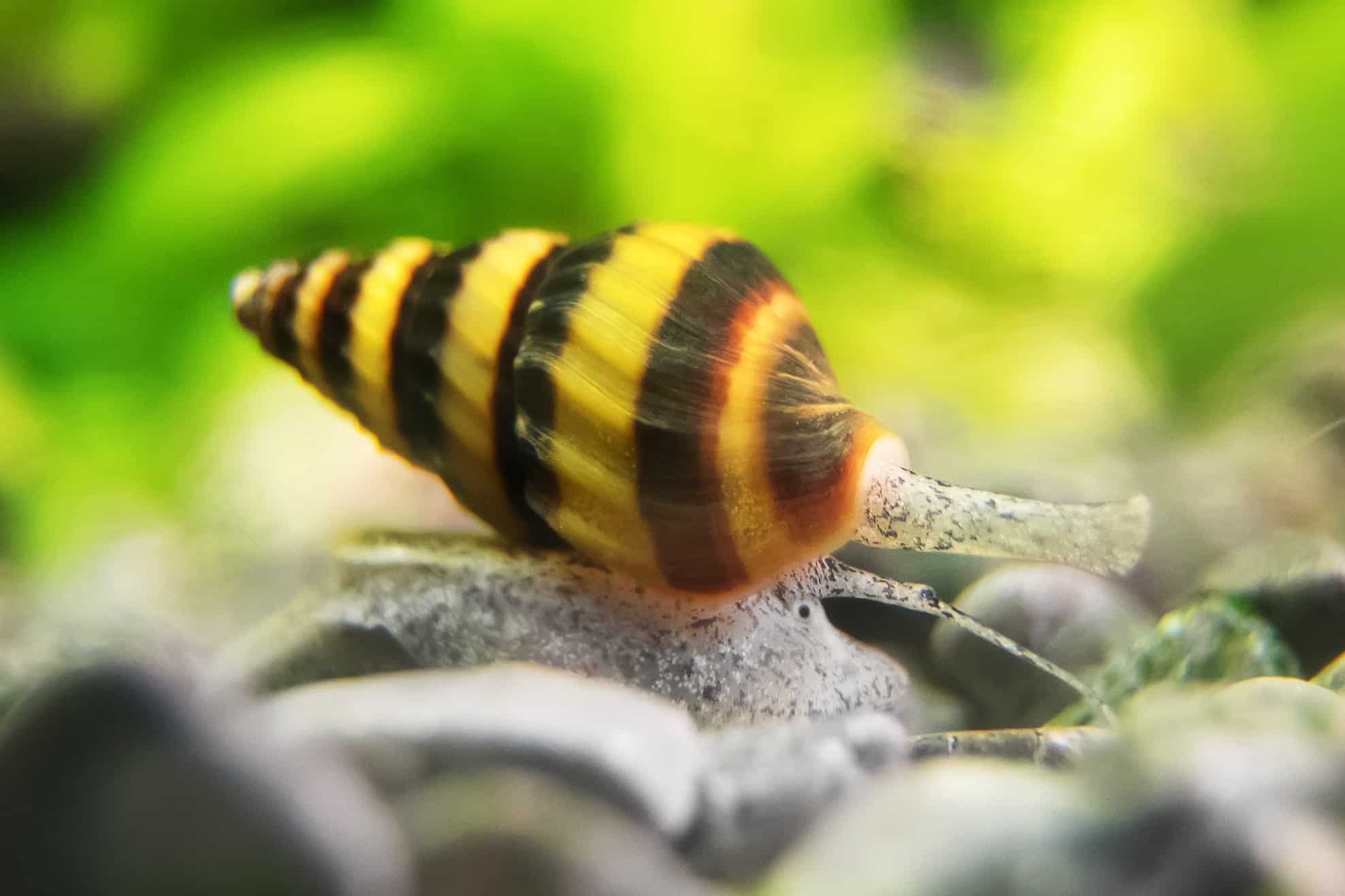 Assassin Snail: Species Profile, Care Guide & Lifespan