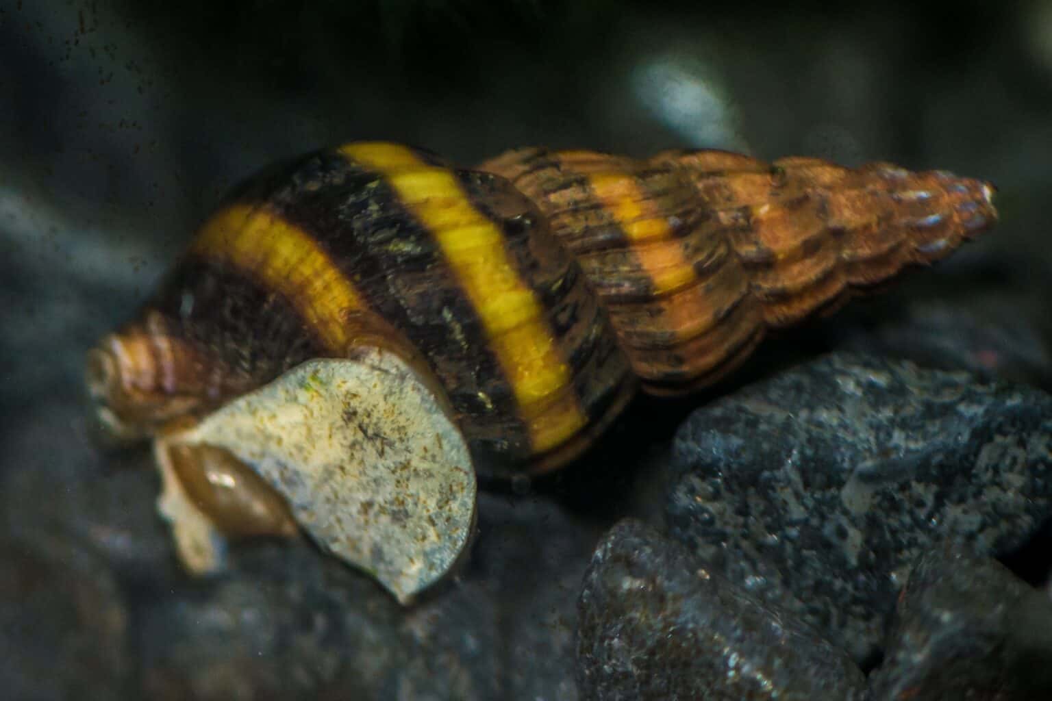 Assassin Snail: Species Profile, Care Guide & Lifespan