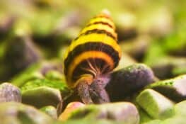 Assassin Snail: Species Profile, Care Guide & Lifespan