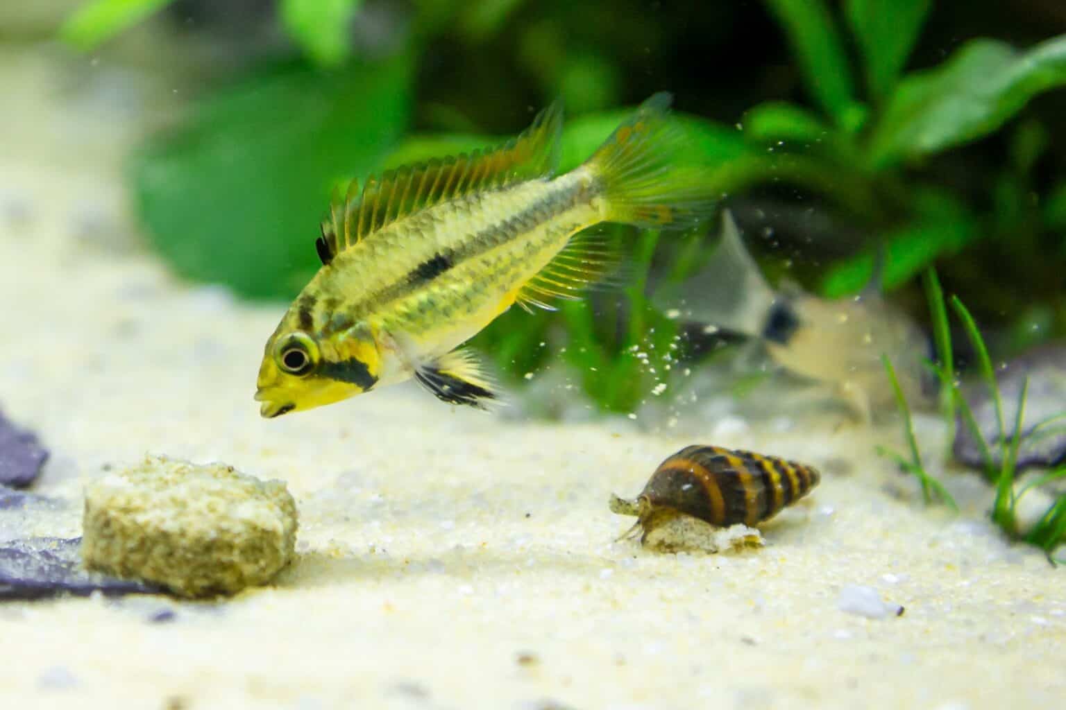 Assassin Snail: Species Profile, Care Guide & Lifespan