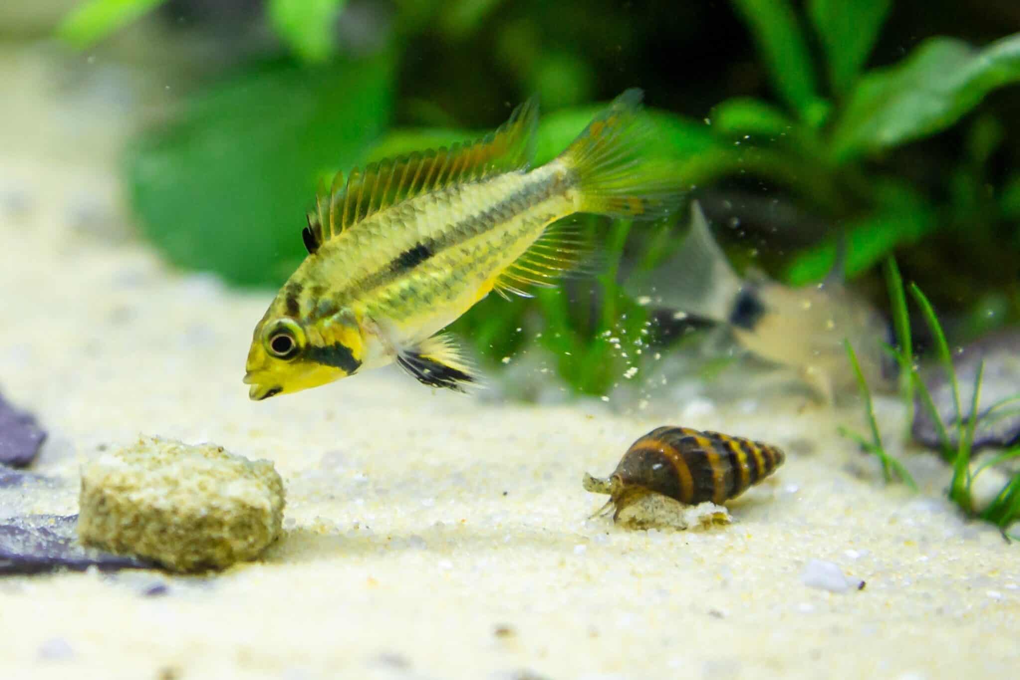 Assassin Snail: Species Profile, Care Guide & Lifespan