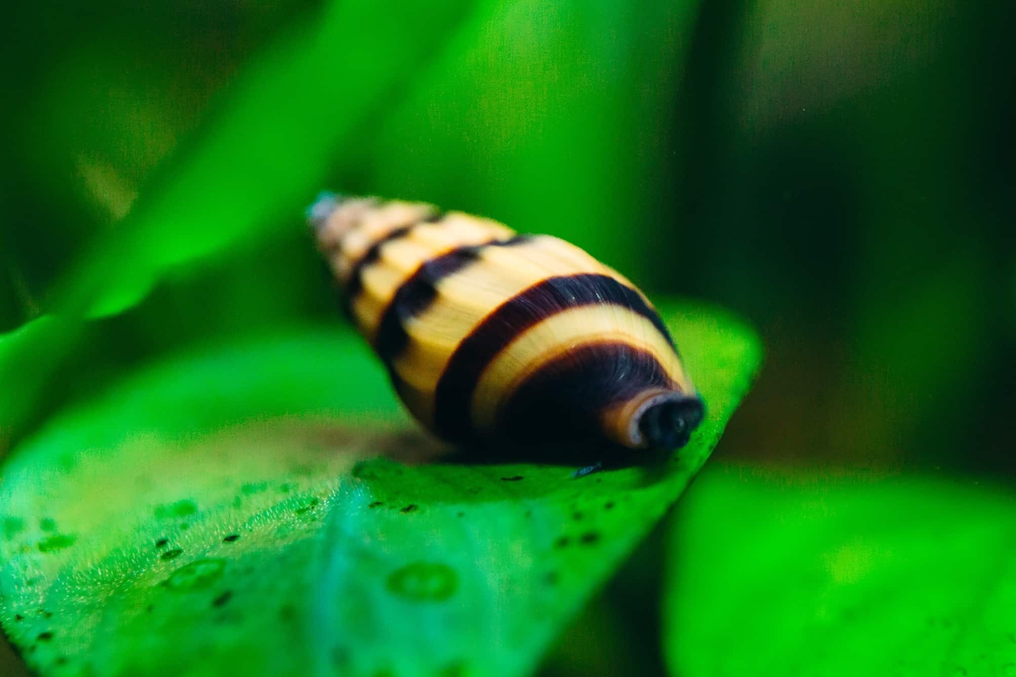 Assassin Snail: Species Profile, Care Guide & Lifespan