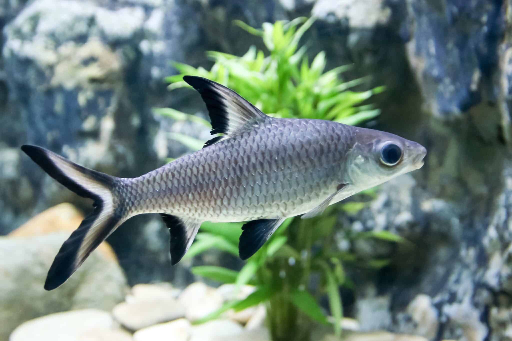 14 Freshwater Aquarium Sharks for All Tank Sizes