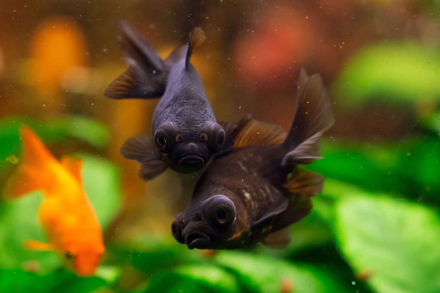 Black Moor Goldfish: Care Guide, Tankmates & More