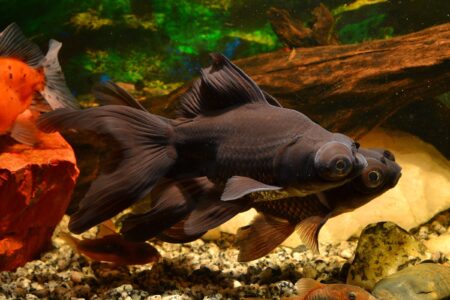 Black Moor Goldfish: Care Guide, Tankmates & More