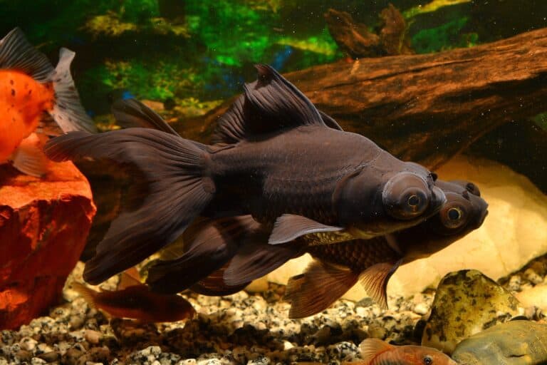 Black Moor Goldfish: Care Guide, Tankmates & More