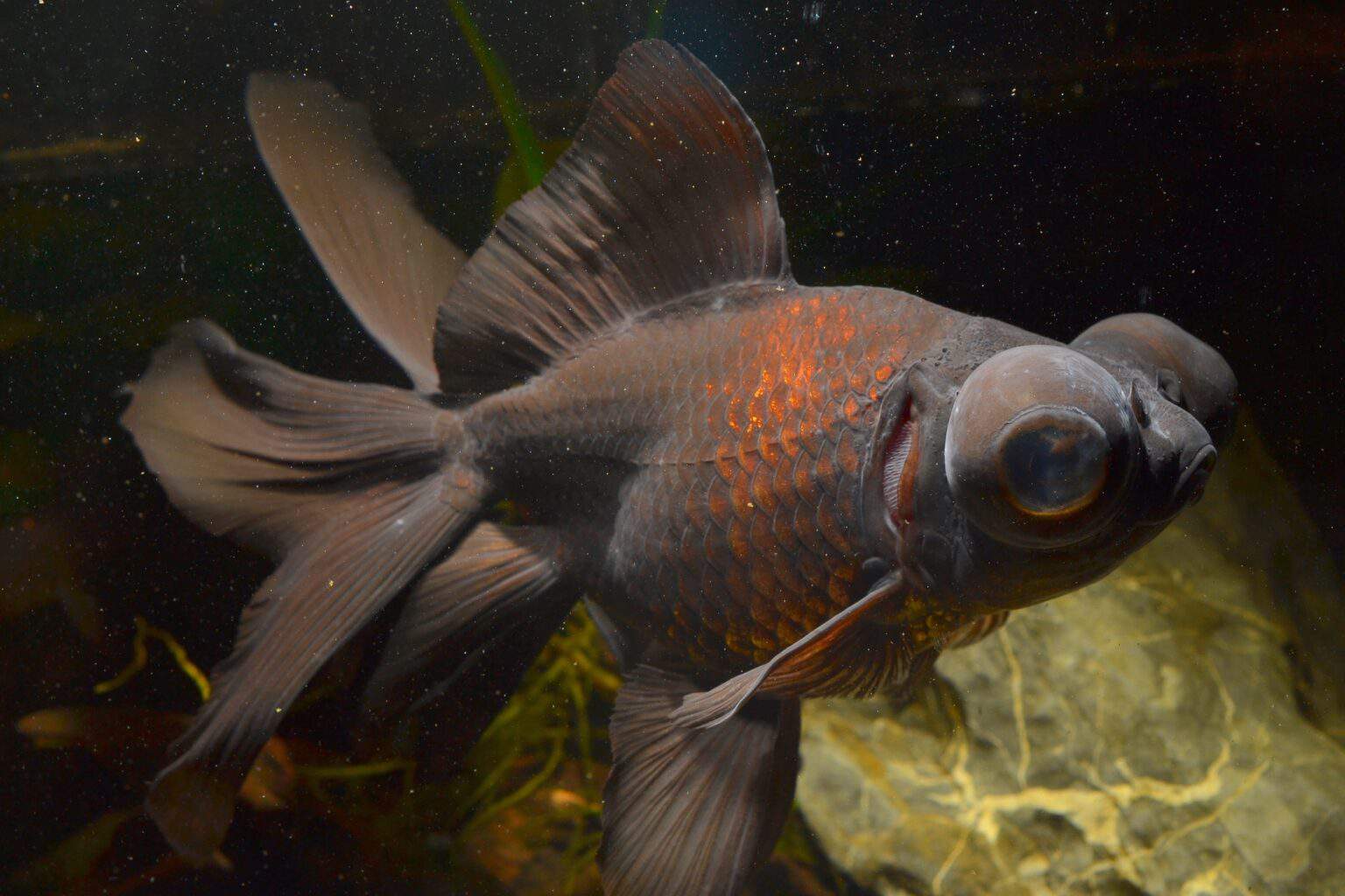 Black Moor Goldfish: Care Guide, Tankmates & More