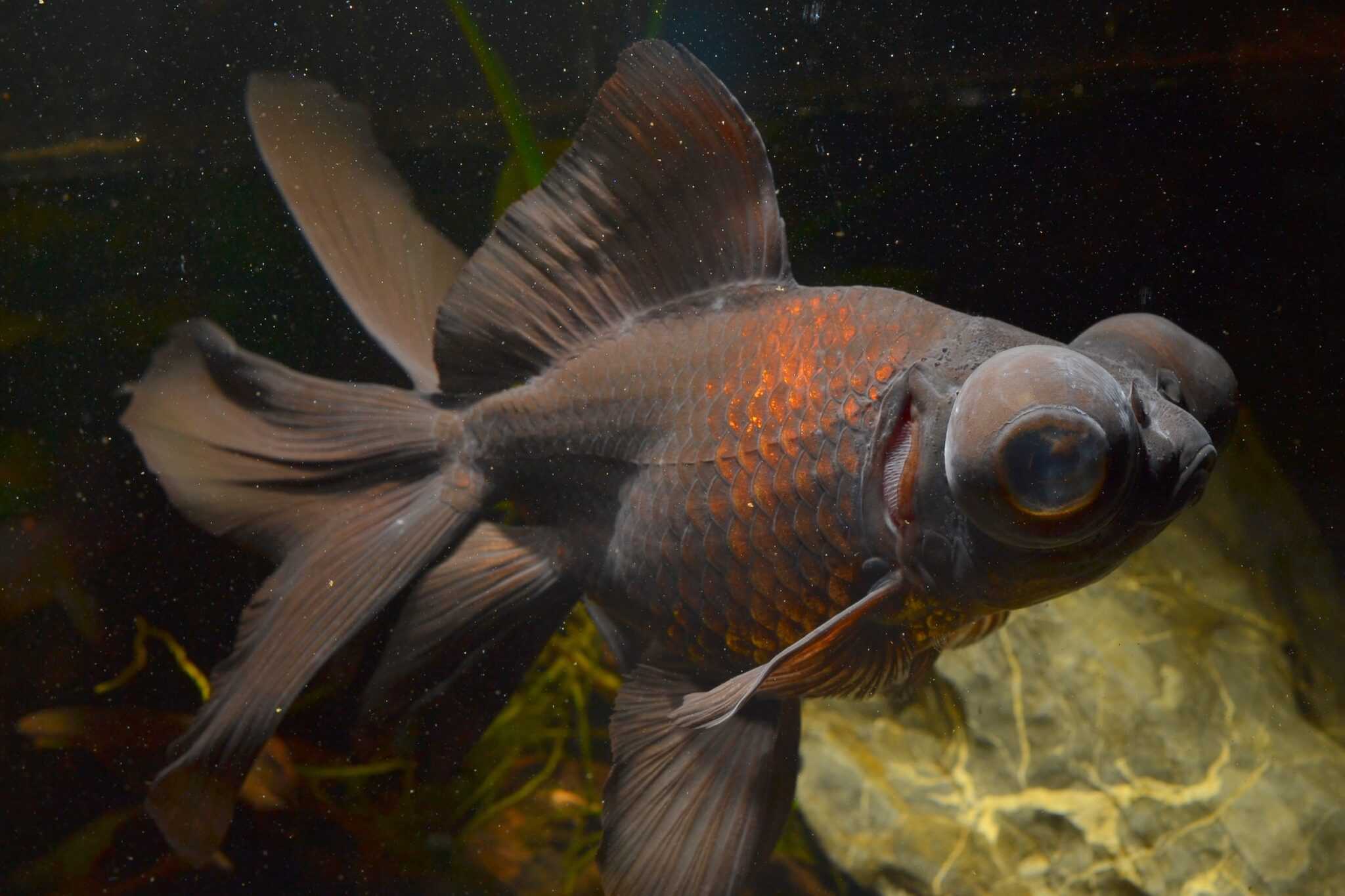 Black Moor Goldfish: Care Guide, Tankmates & More