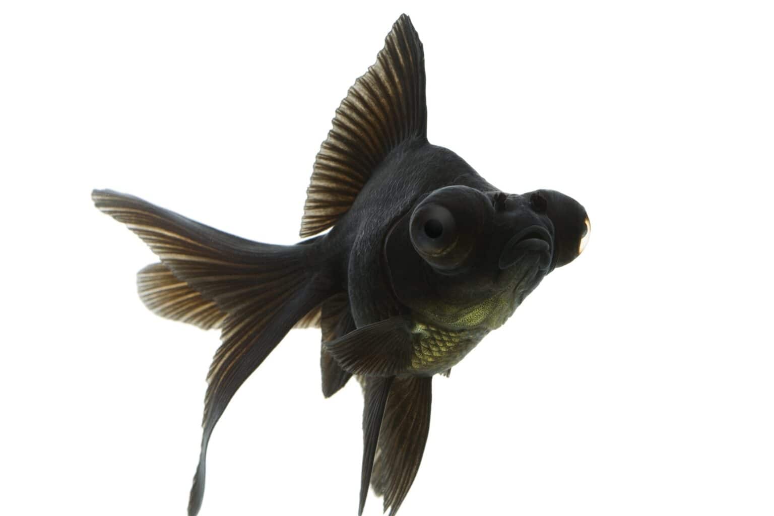 Black Moor Goldfish: Care Guide, Tankmates & More