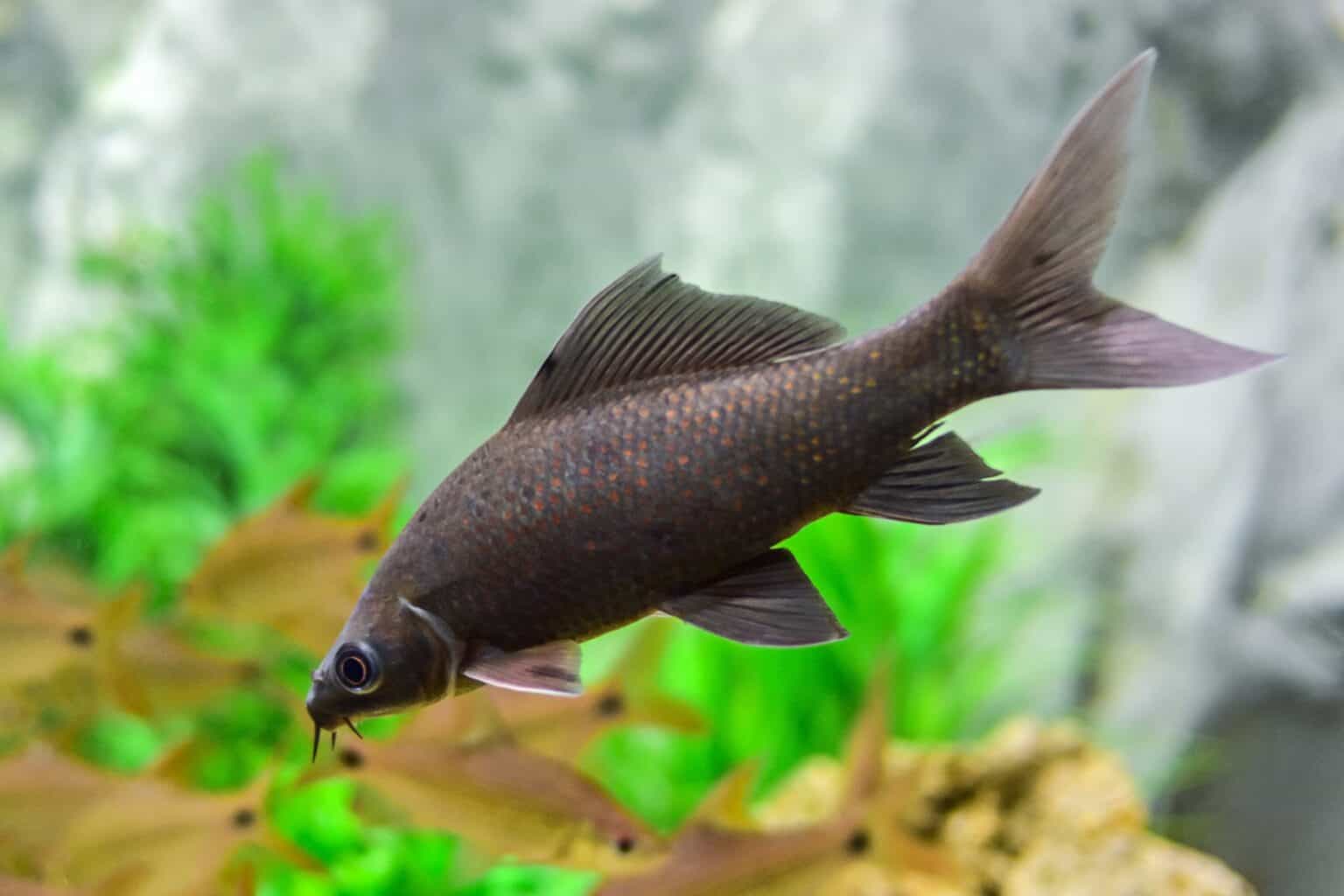 14 Freshwater Aquarium Sharks for All Tank Sizes