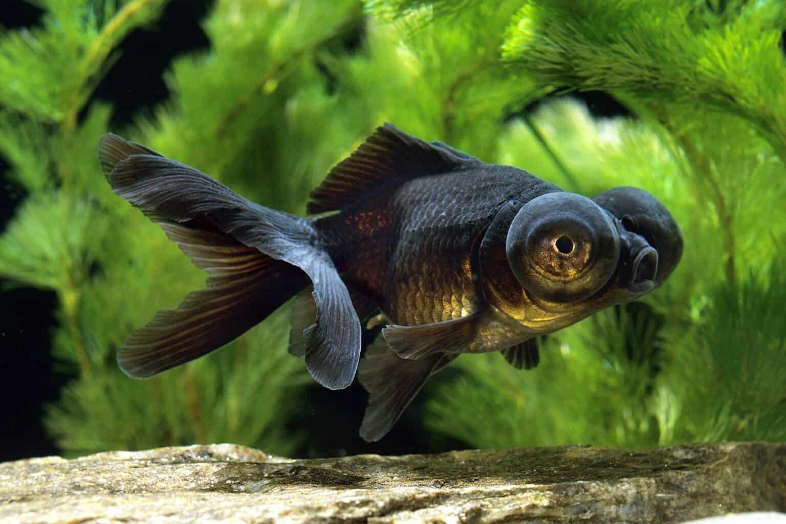 Telescope Goldfish: The Unique Goldfish With Big Eyes
