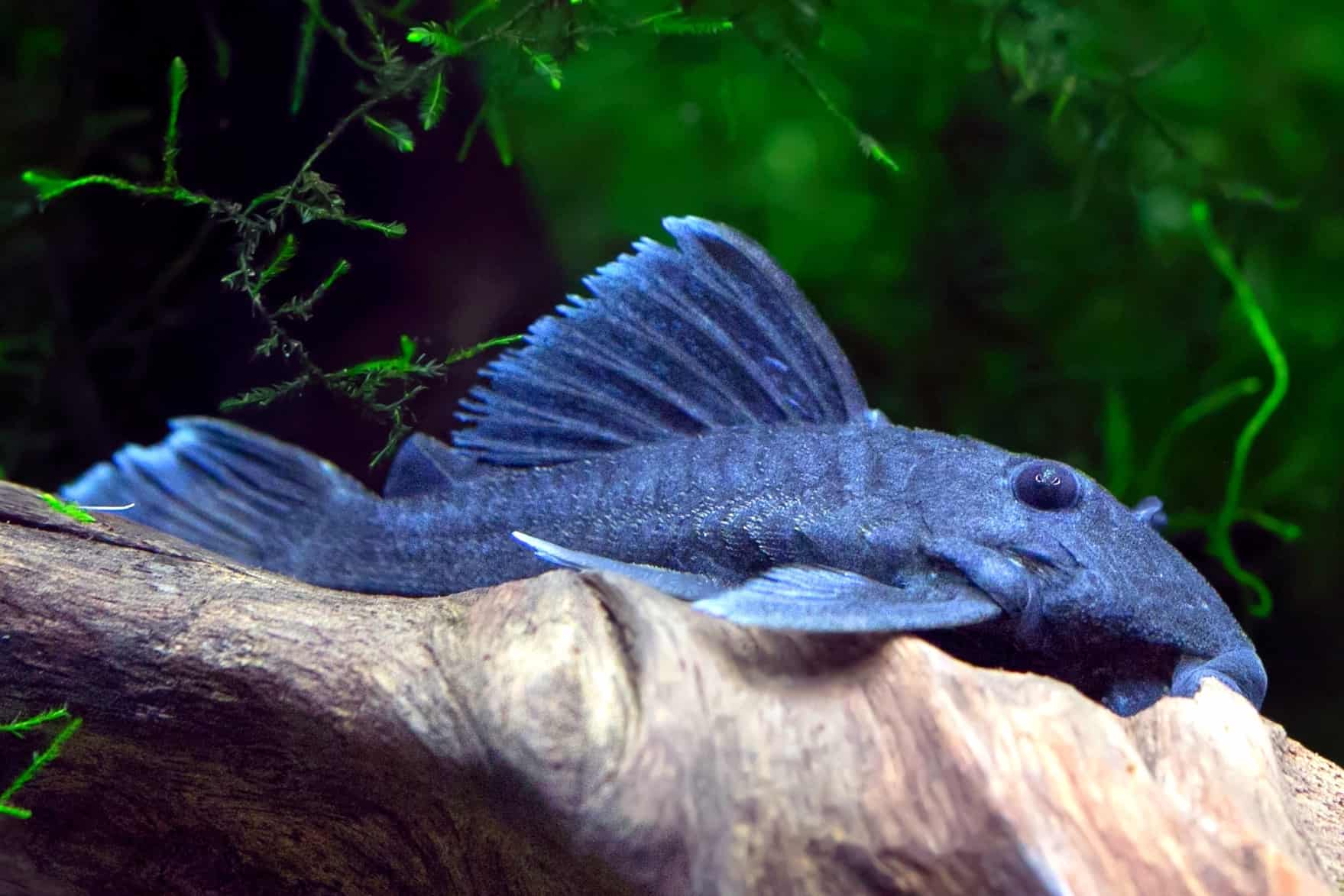 12 Smallest Pleco Species: Ranked by Size