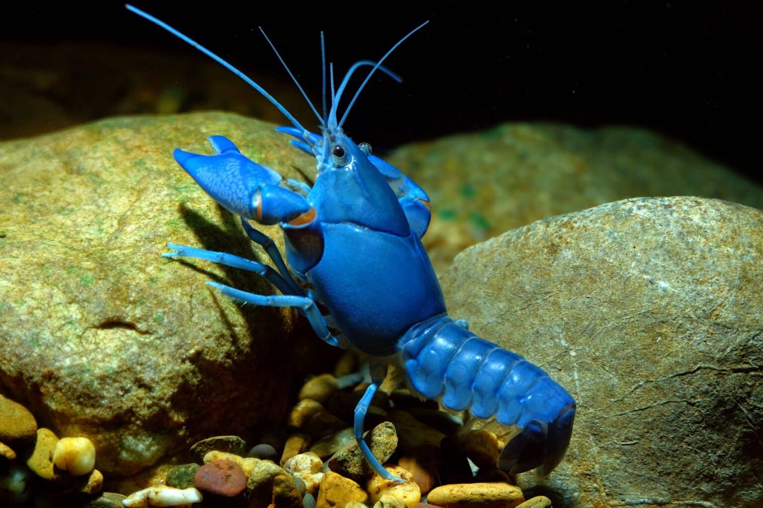 Top 8 Rarest Lobster Colors: Ranked by Rarity