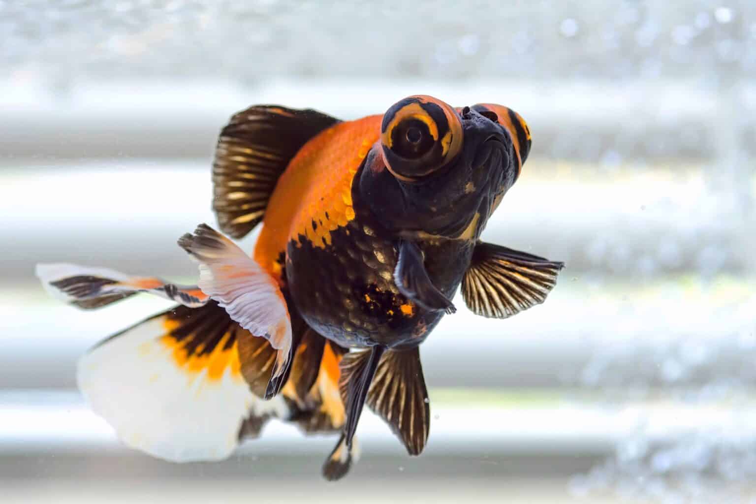 Telescope Goldfish: The Unique Goldfish With Big Eyes