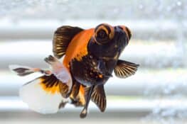 Telescope Goldfish: The Unique Goldfish With Big Eyes