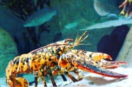 Top 8 Rarest Lobster Colors: Ranked by Rarity