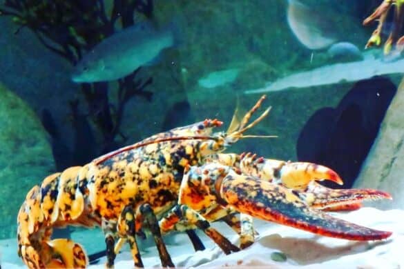 Top 8 Rarest Lobster Colors: Ranked by Rarity
