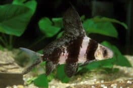 14 Freshwater Aquarium Sharks for All Tank Sizes