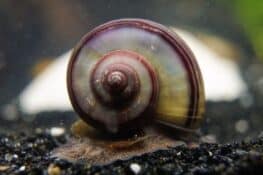 How to Tell If Your Mystery Snail Is Dead - Aquarium Whisperer