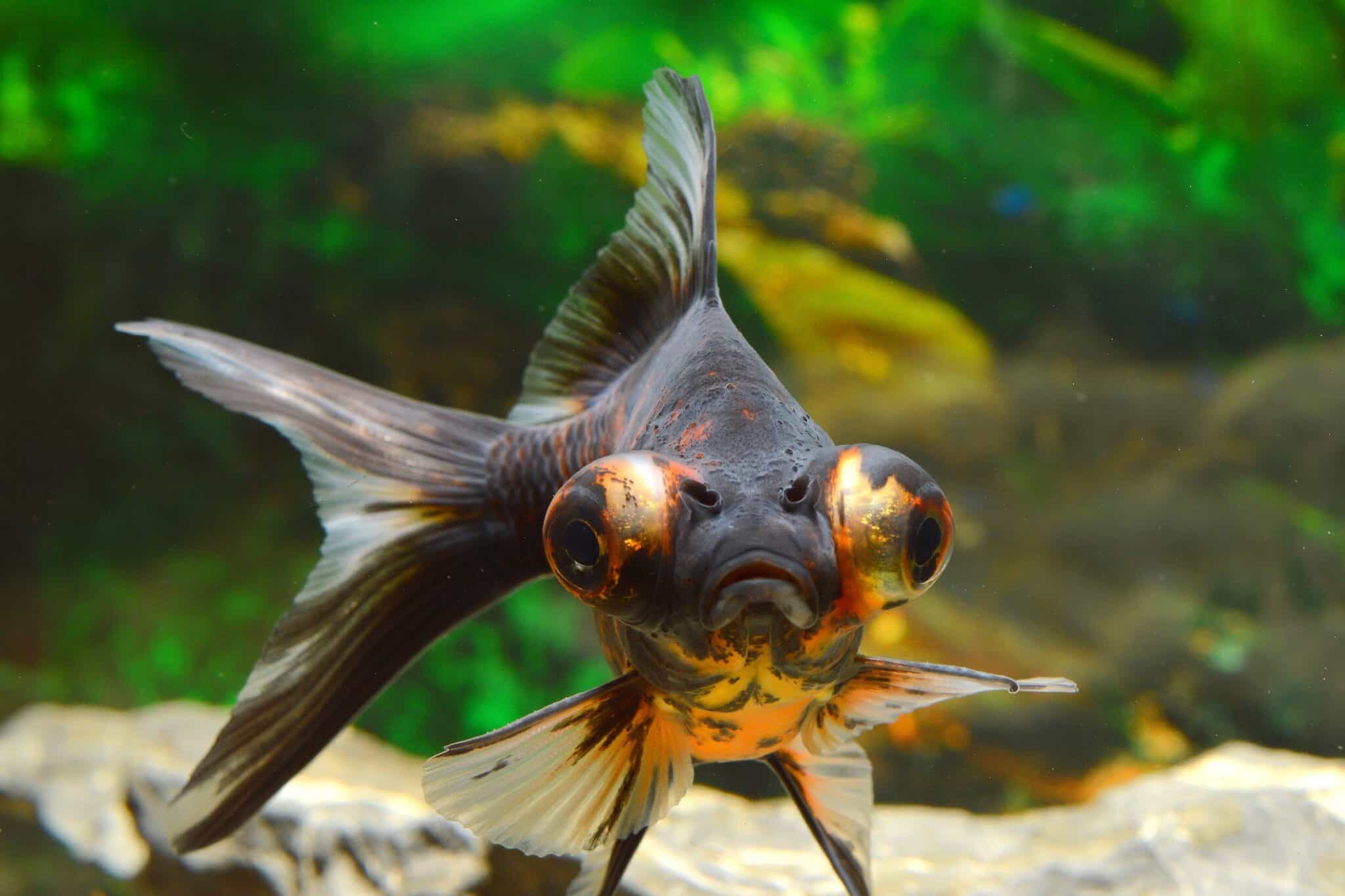 Telescope Goldfish: The Unique Goldfish With Big Eyes
