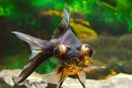 Telescope Goldfish: The Unique Goldfish With Big Eyes