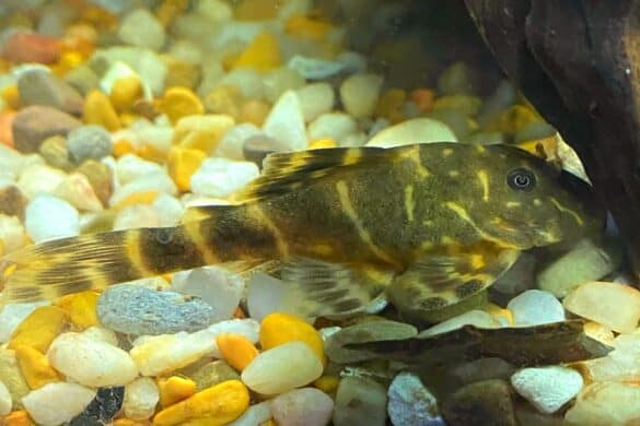 12 Smallest Pleco Species: Ranked by Size