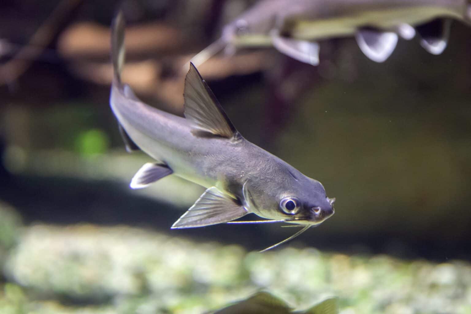 14 Freshwater Aquarium Sharks for All Tank Sizes