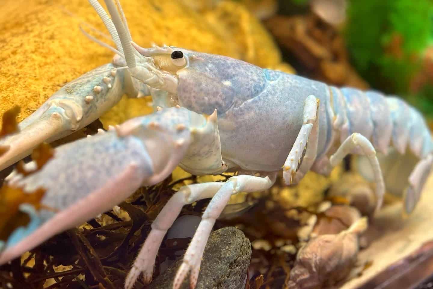 Top 8 Rarest Lobster Colors: Ranked by Rarity