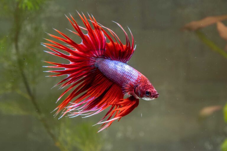 48 Types of Betta Fish: Tail Types, Colors & Patterns
