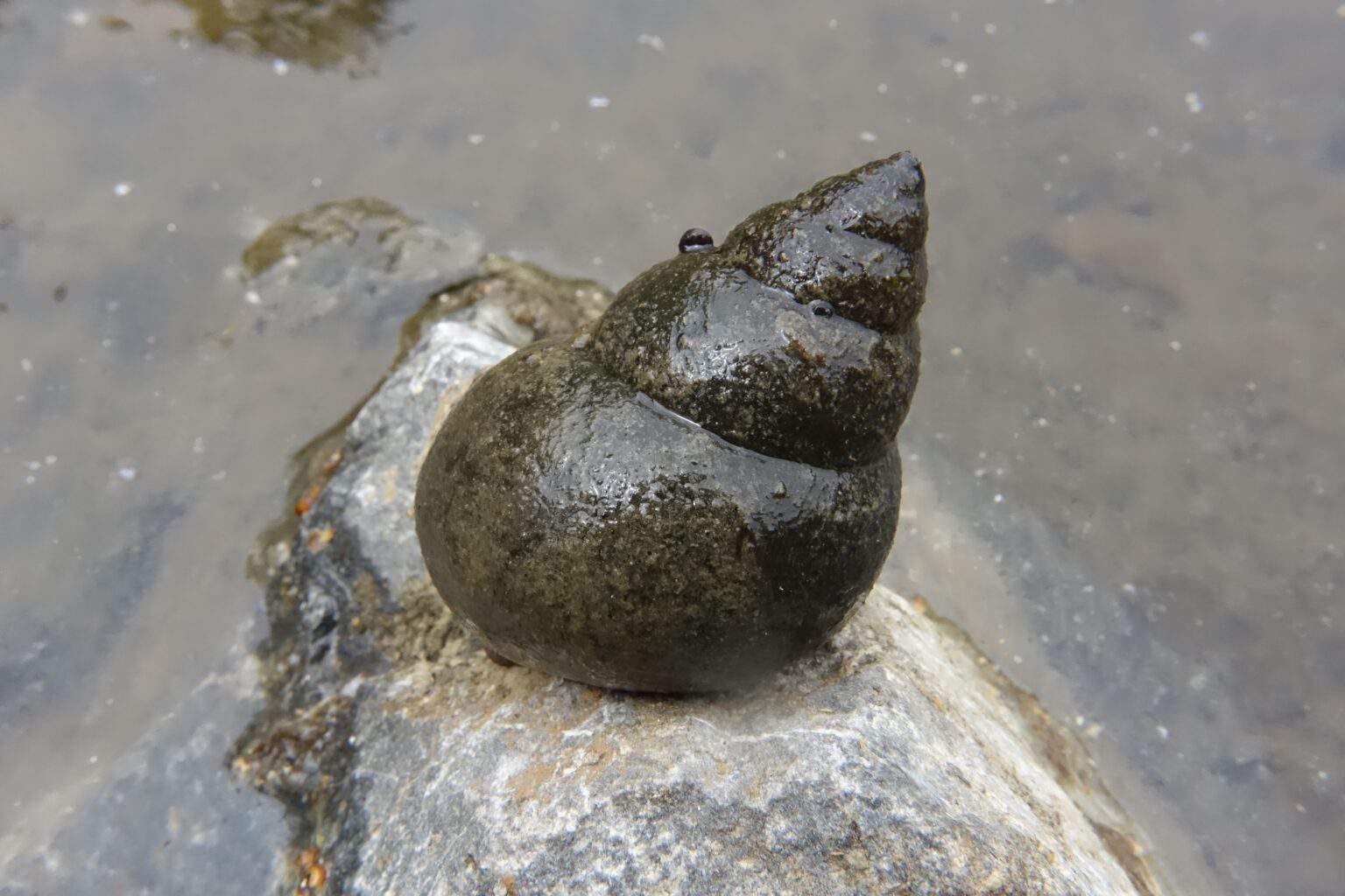 How to Tell If Your Mystery Snail Is Dead - Aquarium Whisperer