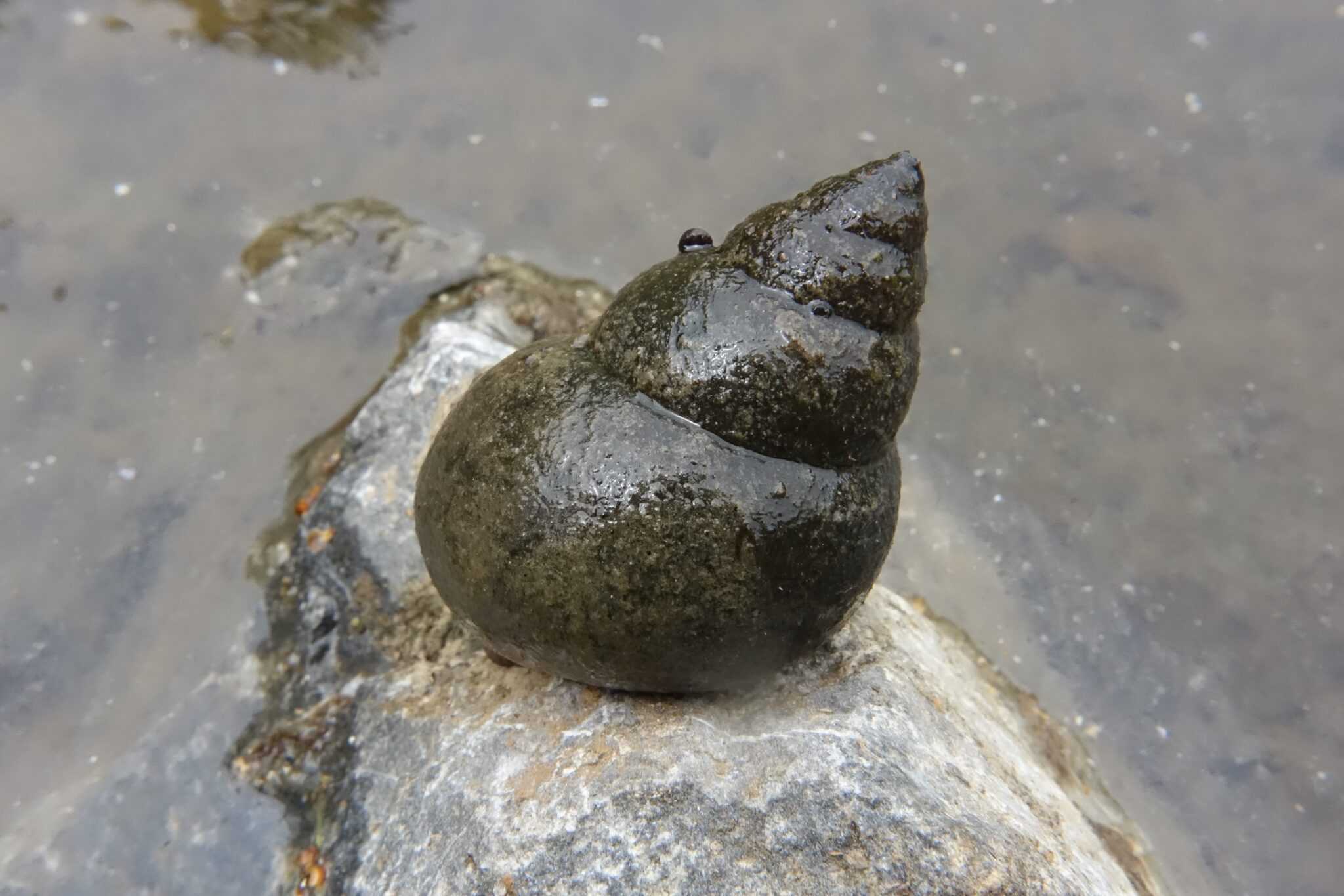 How to Tell If Your Mystery Snail Is Dead - Aquarium Whisperer