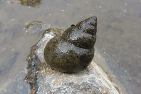 How to Tell If Your Mystery Snail Is Dead - Aquarium Whisperer