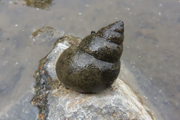 How to Tell If Your Mystery Snail Is Dead - Aquarium Whisperer