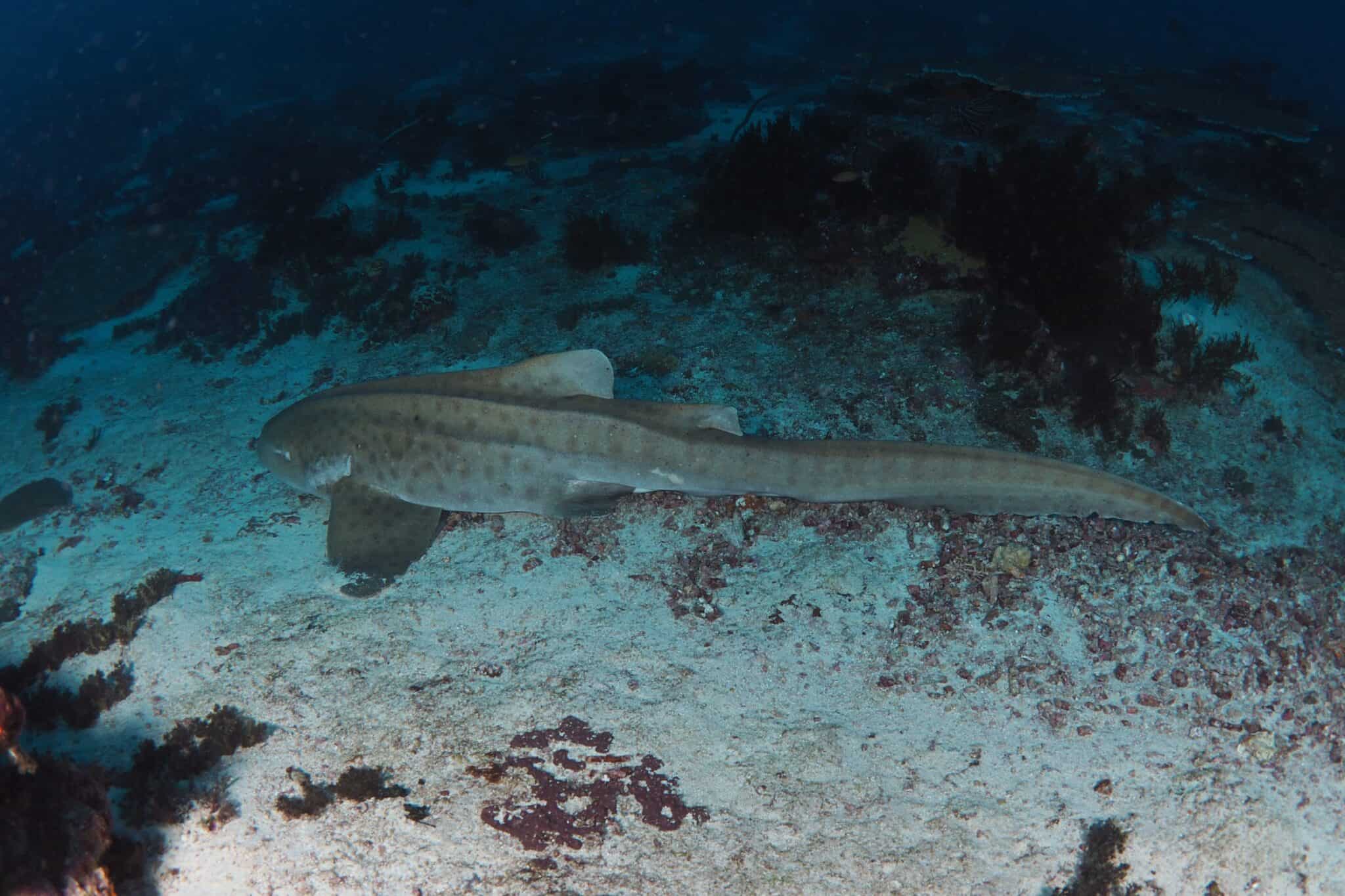 11 Scary and Strange Mariana Trench Animals
