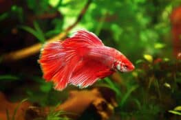48 Types of Betta Fish: Tail Types, Colors & Patterns