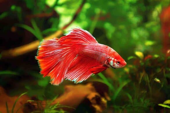 48 Types of Betta Fish: Tail Types, Colors & Patterns