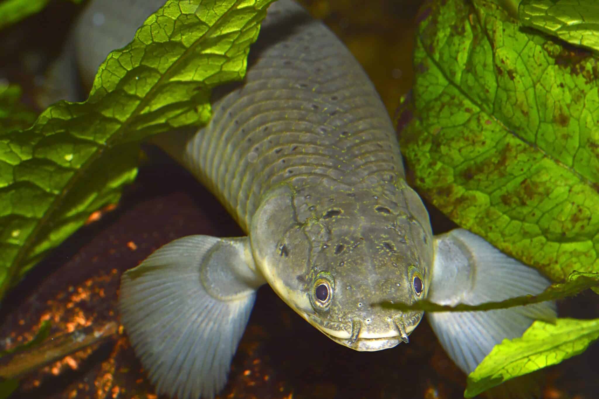 Dinosaur Bichir: Species Profile, Care Guide & Facts