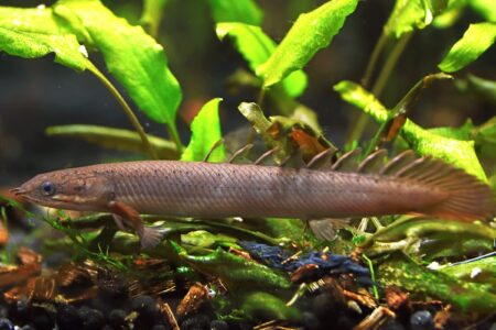 Dinosaur Bichir: Species Profile, Care Guide & Facts