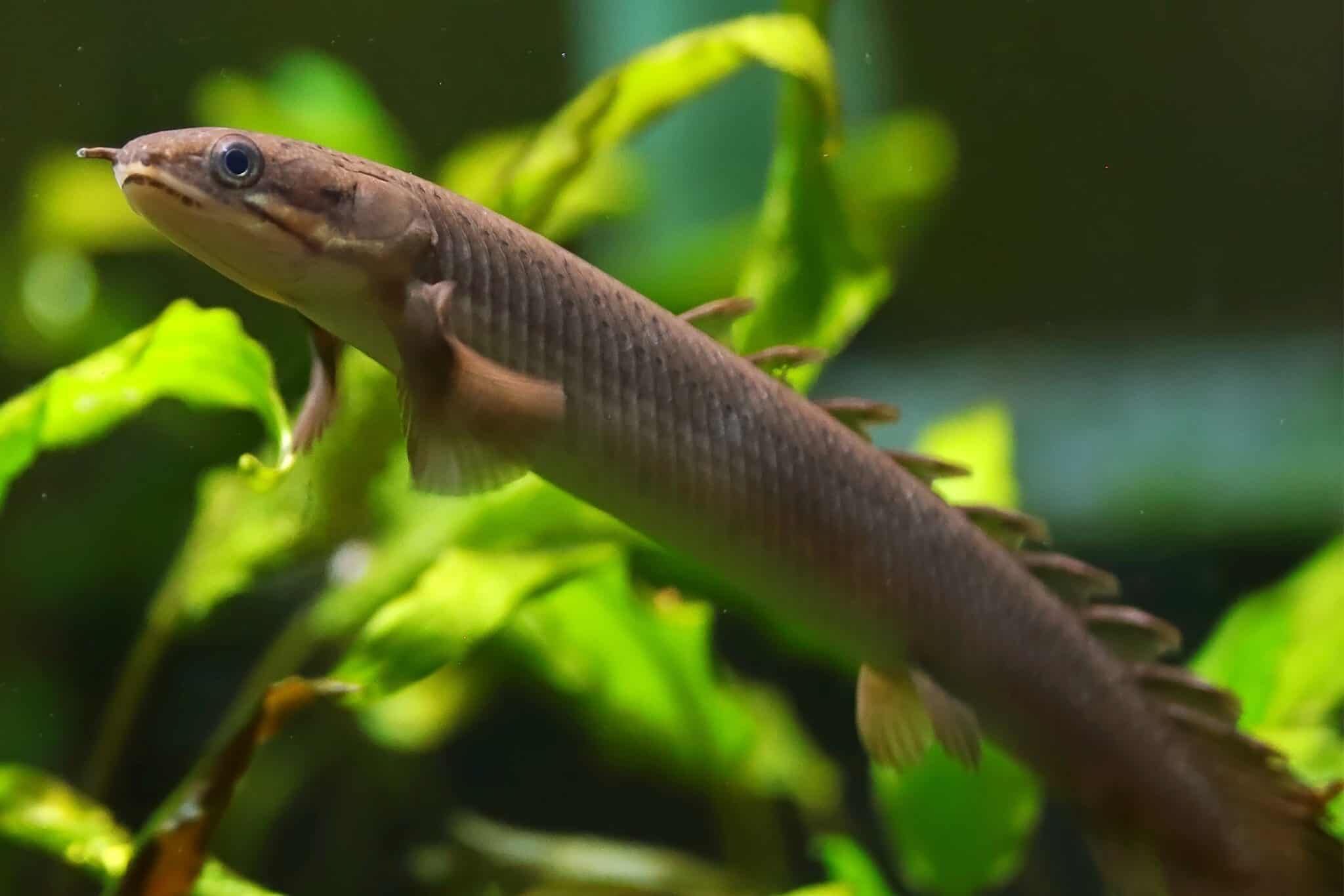 Dinosaur Bichir: Species Profile, Care Guide & Facts